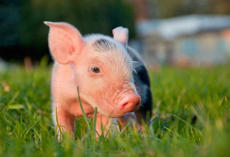 Veterinarian Services in Los Osos, CA | Large Animal Practice